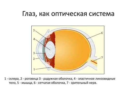 Элементы биофизики зрения - презентация онлайн