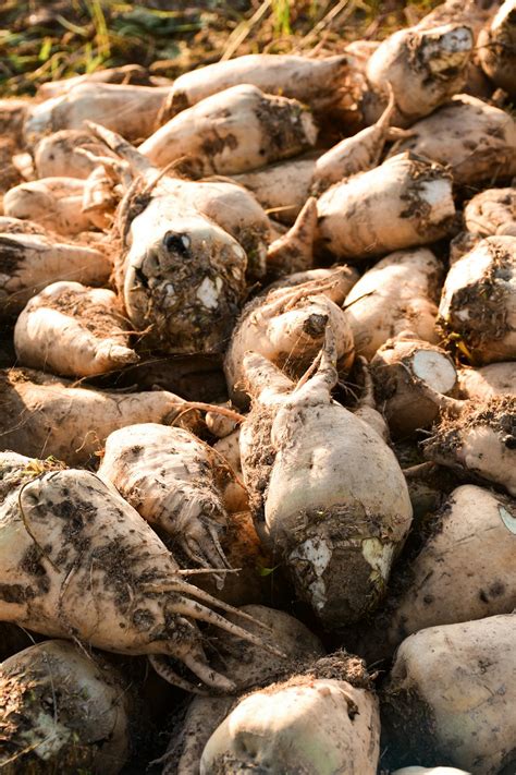 가을 수확 간 거친 건강한 건강한 식생활 계절 수확 날 것 농부 농산물 농업 농작물 농촌의 들판 땅 뿌리 채소 사탕무 손대지 않은 수직 자르기