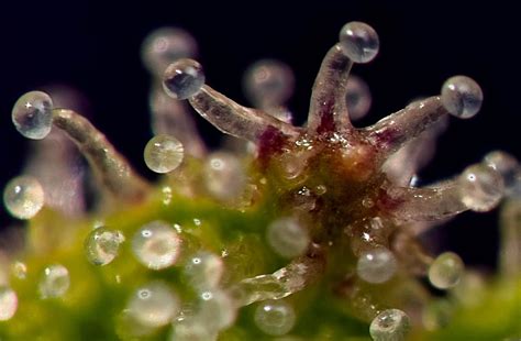 Harvest Based On Trichomes