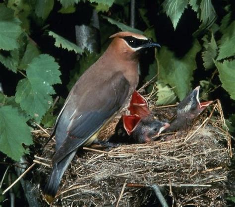 Pin By Carol On Wings Flight And A Song Cedar Waxwing Animals Bird