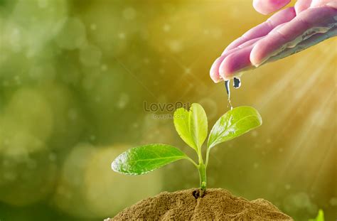 봄의 새싹 이미지 사진 401688547 무료 다운로드