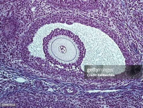 Ovary Follicle Fotografías E Imágenes De Stock Getty Images