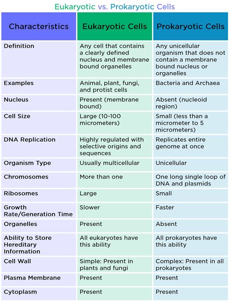 Eukaryotes And Prokaryotes