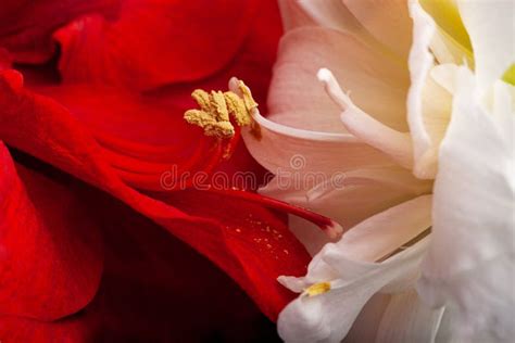 Metaphor Of Love Passion Sex Erotic Couple Two Amaryllis Flowers Touching Each Other Stock