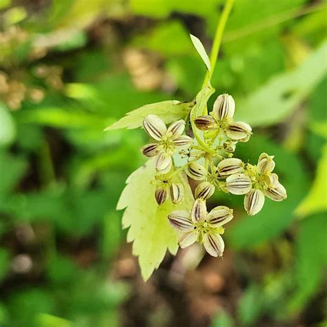 Hairy Jointed Meadow Parsnip Thaspium Barbinode Fruit Western Carolina Botanical Club