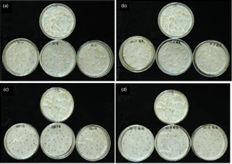 Identification And Extraction Of Herbicidal Compounds From Metabolites Of Trichoderma Polysporum
