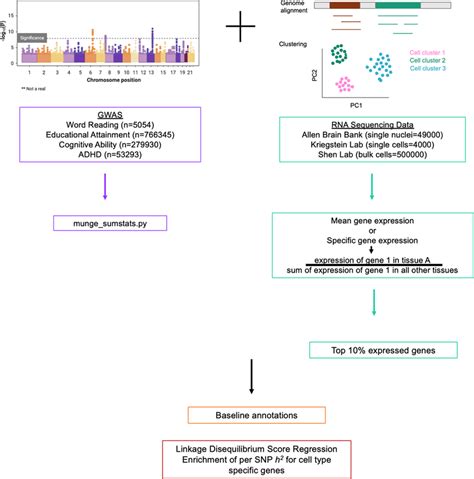 Input For Ldsc For Ldsc Analysis Gwas Summary Statistics For Word