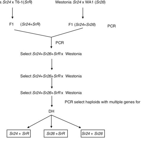 Pdf The Application Of Dna Marker And Doubled Haploid Technology For Stacking Multiple Stem
