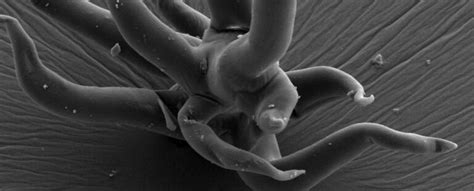 Scientists Discover The Oldest 3d Microfossils Ever Found Sciencealert