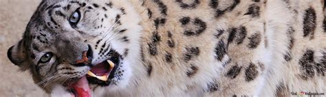 The Snow Leopard K Wallpaper Download