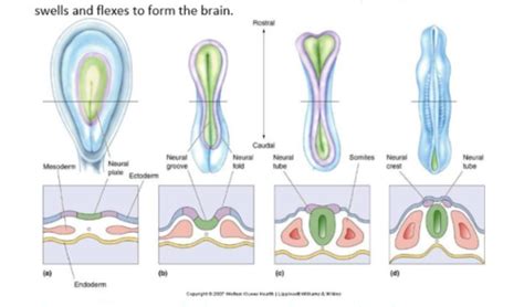 2003 Cbl 4 Nervous System Brain Formation Embryology And Fluids
