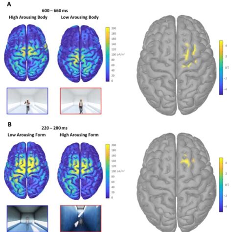 Cortical Maps Related To The Common Motor Activation For Architecture