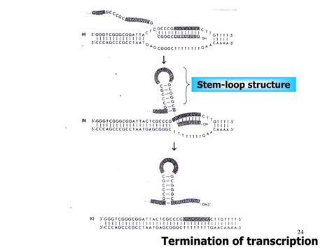Ppt Rna Synthesis And Processing Powerpoint Presentation Free Download Id5739538