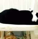 Cat Rub  Cat Rub Come Discover And Share S