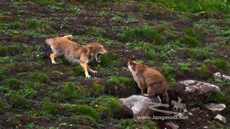 Mammals Plateau Wildlife