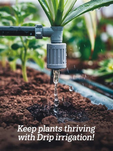 Ultimate Drip Irrigation Guide For Thriving Plants Drip Irrigation