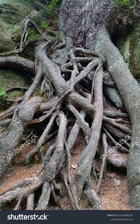 Close Up Tree Roots Sticking Out Ground Stock Photo 2235665781 Shutterstock