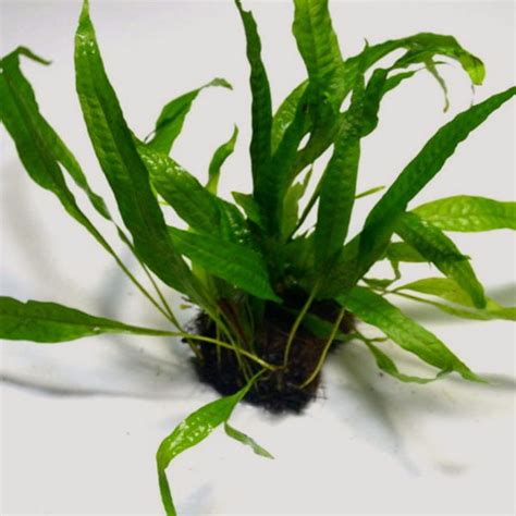 Dwarf Java Fern Ss Pad For Sale In Online Aquatic Plants For Sale To Decorate