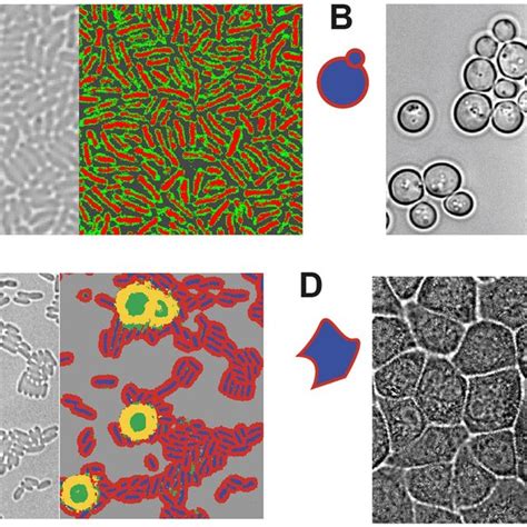 Segmentation Of Different Cell Types Using The Same Method A E Coli