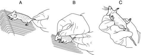 Lab Mouse Diagram