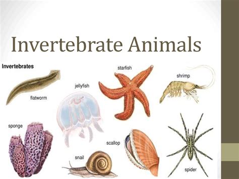 Invertebrates Examples