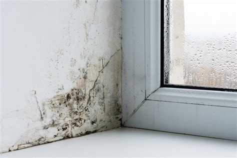 Mold Surveys Ecs