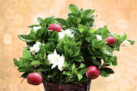 The Goddesss Illusion Bonus Epilogue Katherine Dotterer