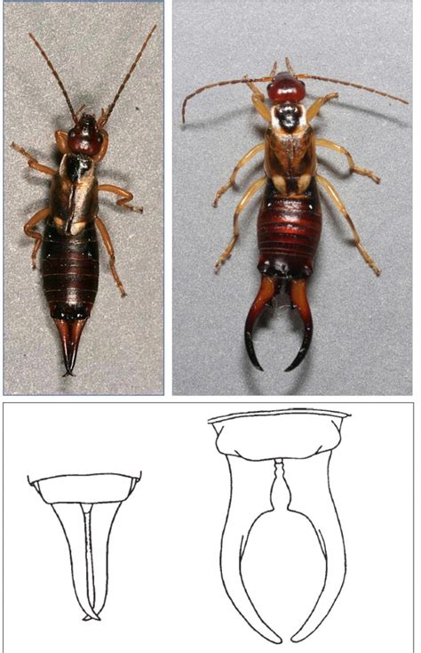 Earwigs In House