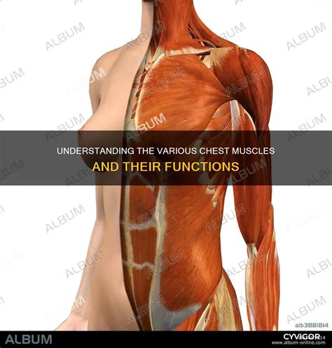 Understanding The Various Chest Muscles And Their Functions Cyvigor