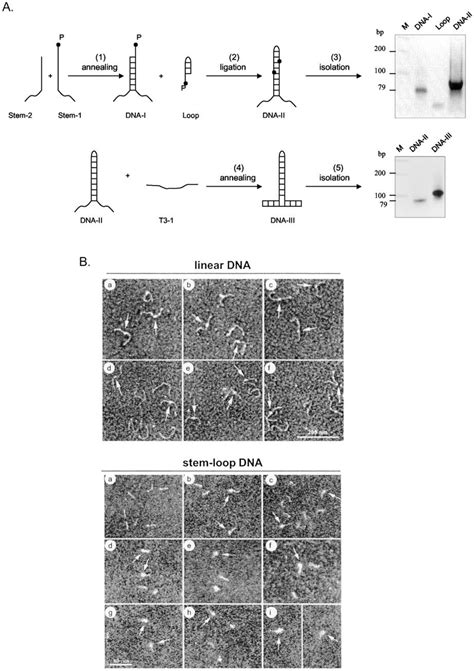 Analysis Of Interactions Of P53 With Linear And Stem Loop Dna By