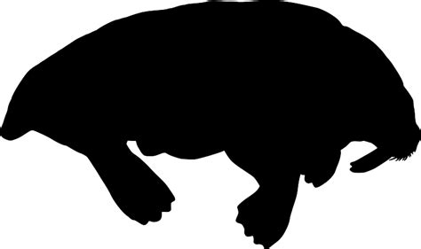 Valenictus Chulavistensis By Zimices Julián Bayona Cc0 1 0 Phylopic