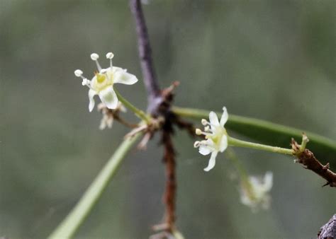 North Queensland Plants Celastraceae