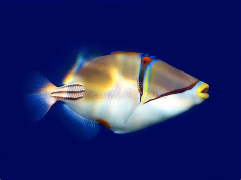 Picasso Triggerfish Stock Image Image Of Marine Aquarium 6175131