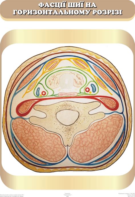 Топографічна анатомія і оперативна хірургія