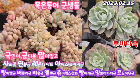 루비다육3탄묵둥이금다육호빗당인호베이금임브리카타금엘렌르노어딘금파스텔금샤올렌시스금파스텔금철화라울금소인제금