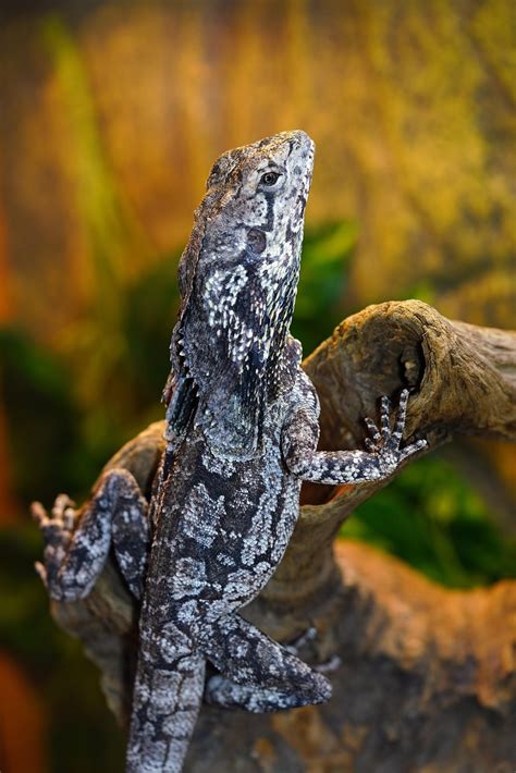 7 000 무료 Perentie Lizard And 도마뱀 이미지 Pixabay