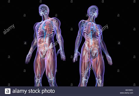 Female Circulatory System Stock Photos Female Circulatory System Stock Images Alamy