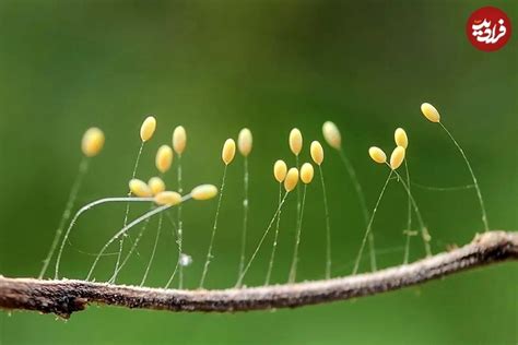 ۱۰ مورد از شگفت‌انگیزترین تخم‌های حیوانات عکس