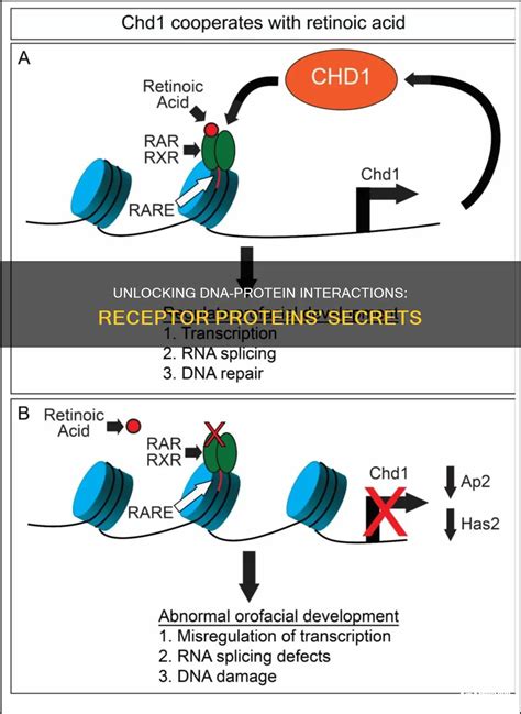 Unlocking Dna Protein Interactions Receptor Proteins Secrets Medshun