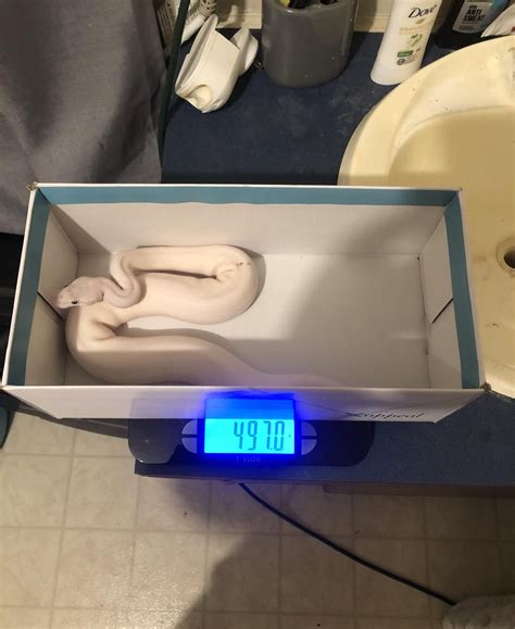 My Ball Python Usually All White But He Has Like Spotted Yellow Down