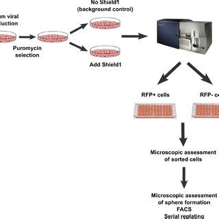 Imaging Of Sorted RFP And RFP Cells After Plating Single RFP And Download Scientific