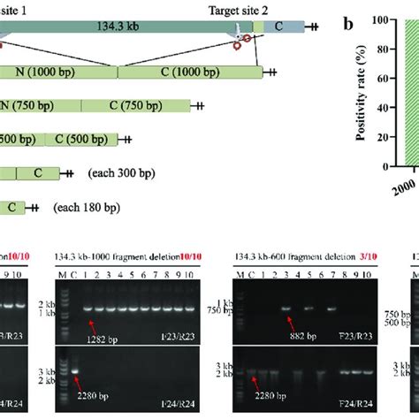 Long Fragment Deletions Mediated By Linear Donor Dna A The Different Download Scientific