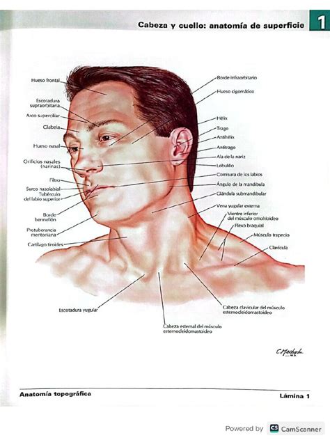 Anatomía De Netter Libro Pdf