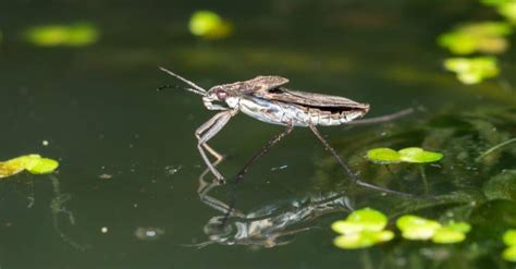 Discover The Water Bug That Looks Like A Cockroach But Is Quite