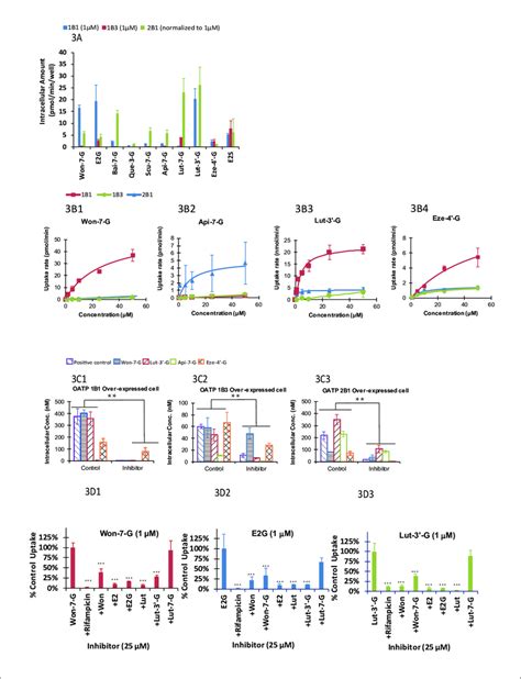 The Oatp Uptake Kinetics And The Effect Of Glucuronide Structures And Download Scientific