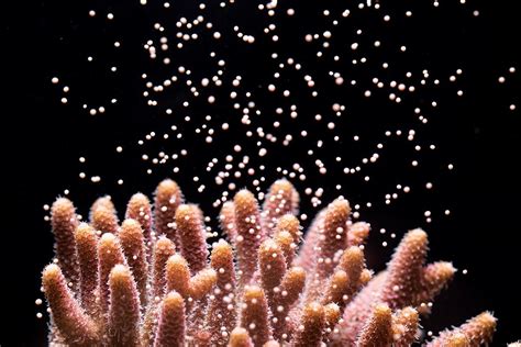 Mybestplace The Night Of The Corals The Reproductive Phenomenon Of The Great Barrier Reef
