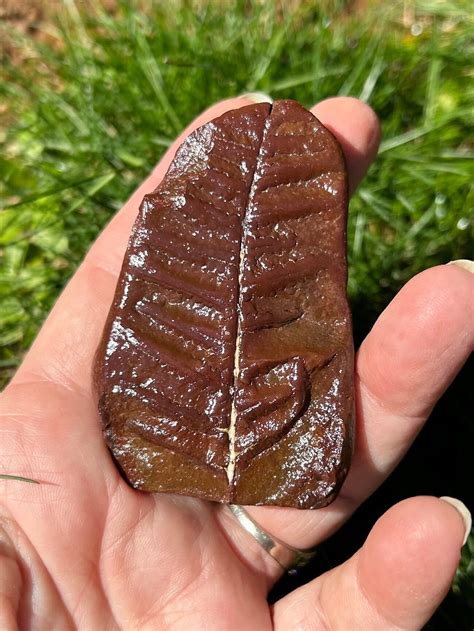 Fossil Fern Impression Display Specimen Etsy