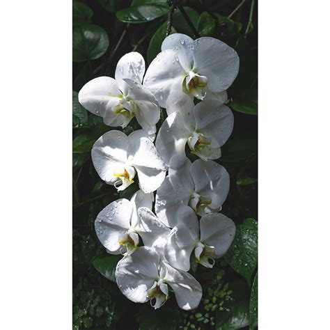 cascading rows of orchids vertical — virtual background images