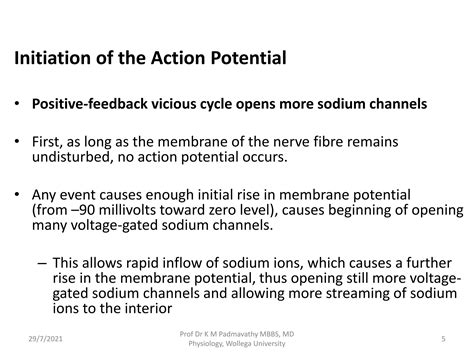Lecture 8 Action Potentialpdf