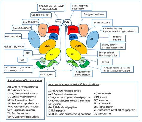 Hypothalamic Nuclei Functions